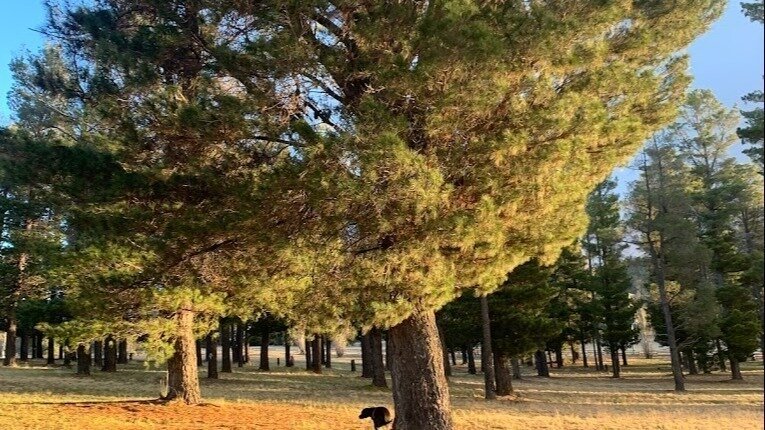 Petition · More of leash area's in Cooma NSW 2630 - Australia · Change.org