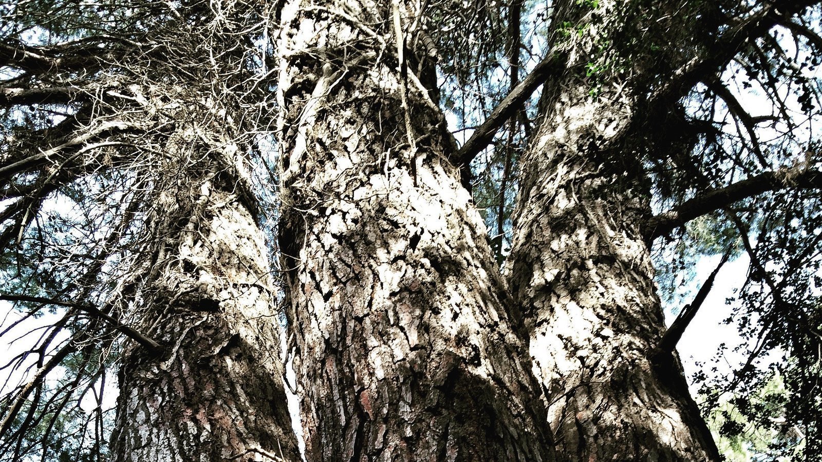 Petition · HELP us: SAVE TREEs in PULA, Croatia - Croatia · Change.org