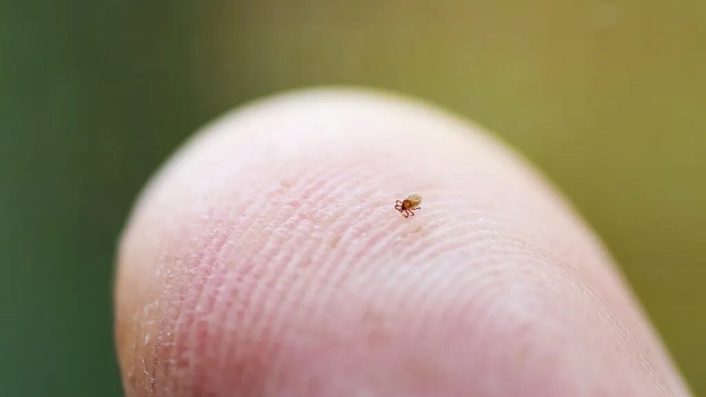 Petition · Ticks Are Rising in Ontario — Where Is Our Protection ...
