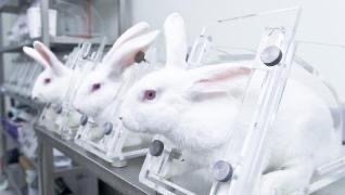 Petition · END ANIMAL TESTING - United States · Change.org