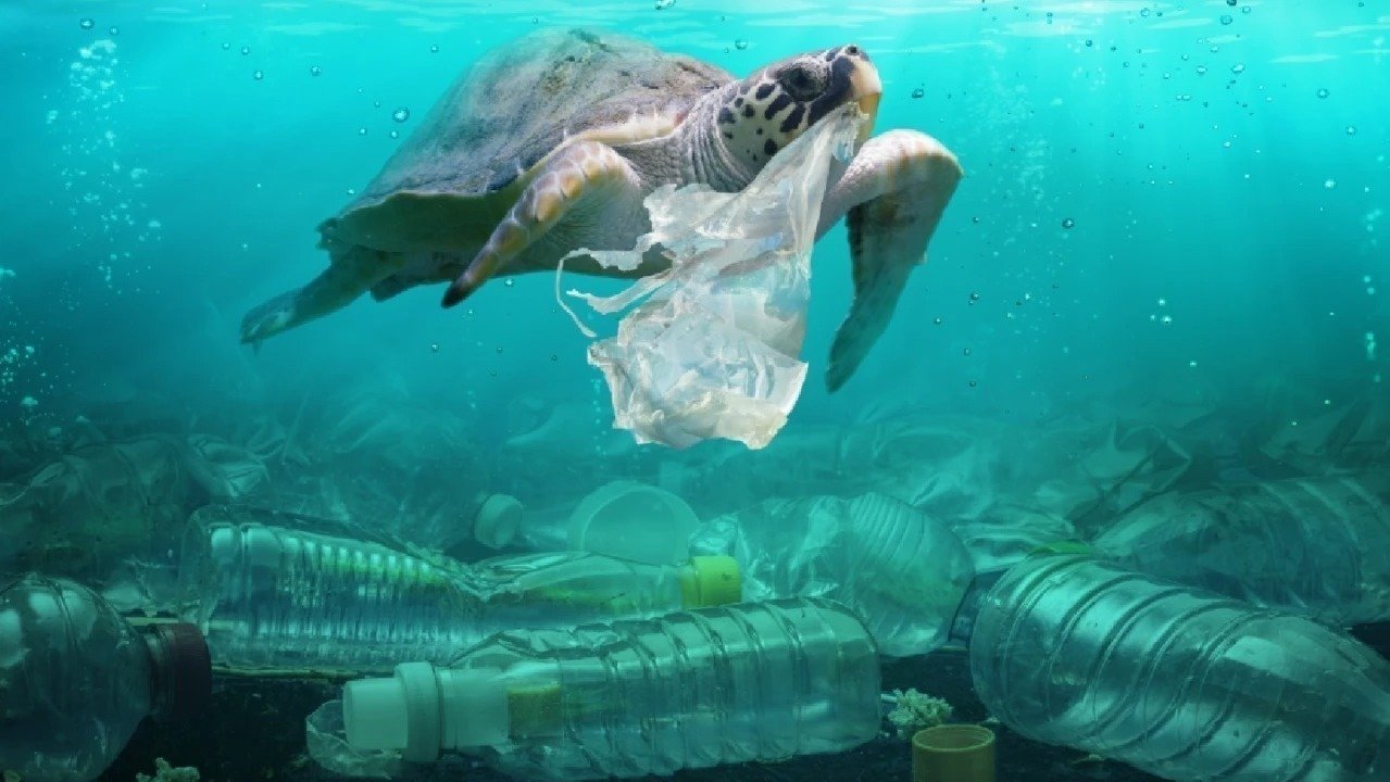 Petition · Save the turtles! - United States · Change.org