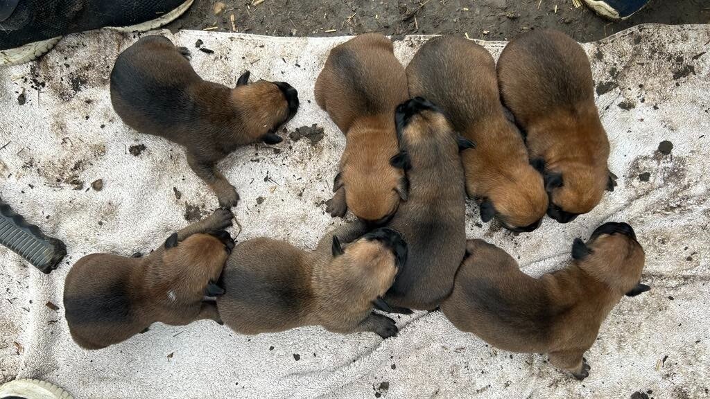 Petition · Alberta Rescue Crisis - Unregulated Breeding Practices ...