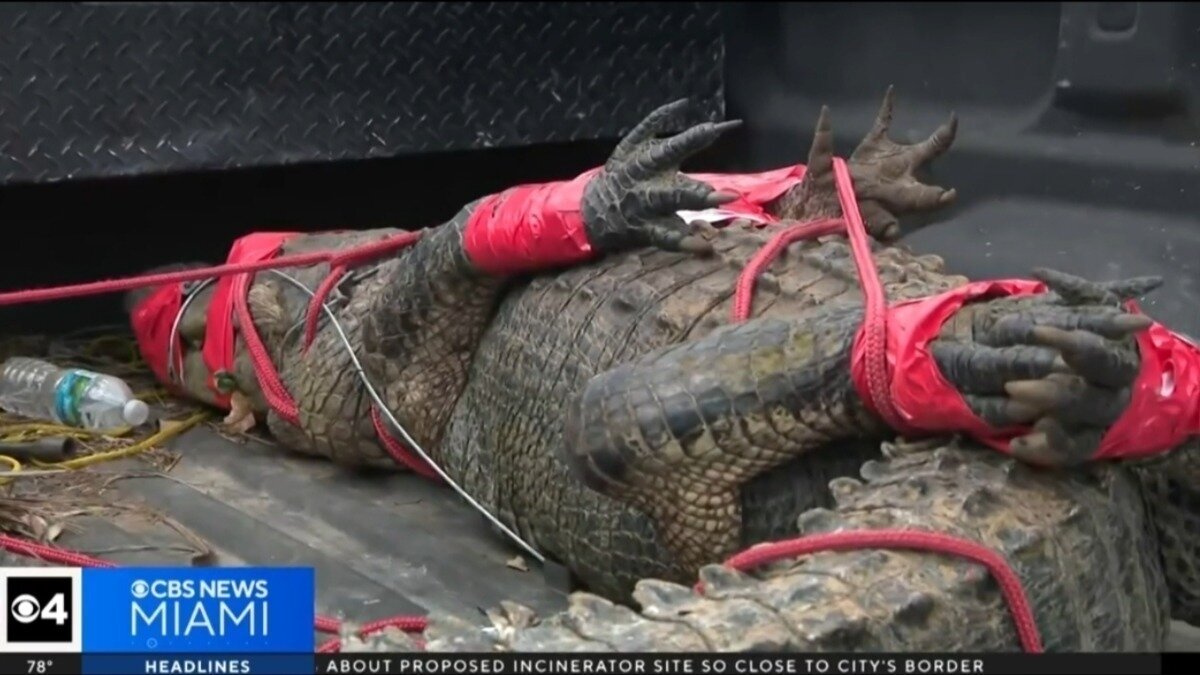 Petition · Alligator Caught in Miami-Dade - Now, He May Be Harvested ...