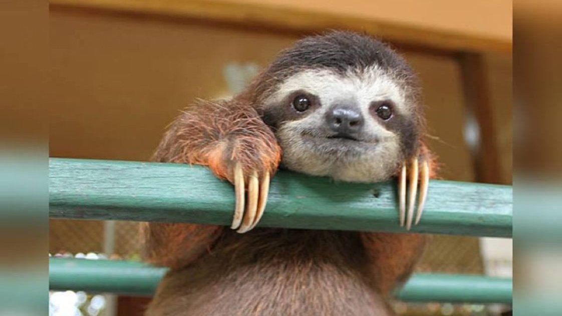 Petition · Everyone knows sloths are the cutest animal ever so let's ...