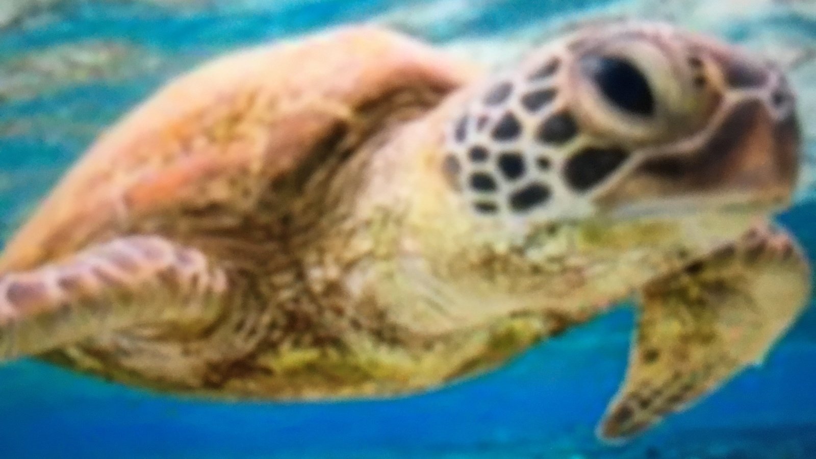 Petition · Help turtles in danger - United States · Change.org