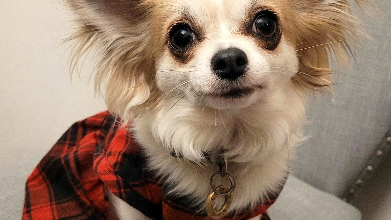 Petition · Change the dangerous dog act. - United Kingdom · Change.org