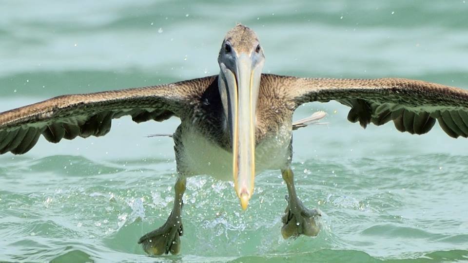 Petition · Protect the California Brown Pelican - United States ...