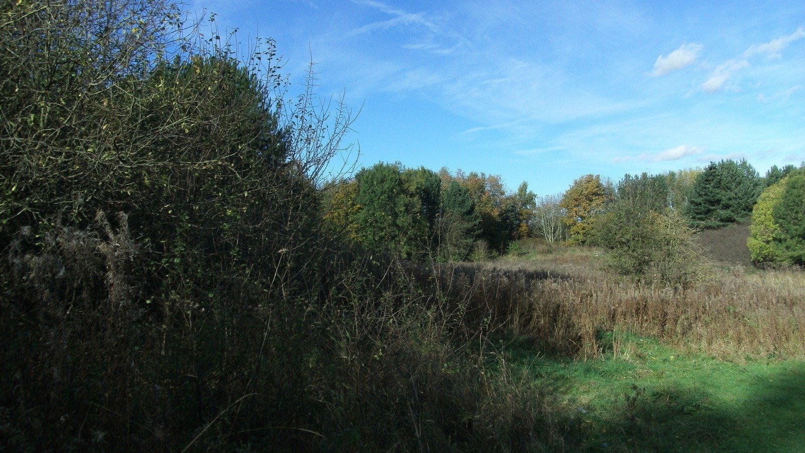 Petition · Petition for a Tree Preservation Order for Wood Nook ...