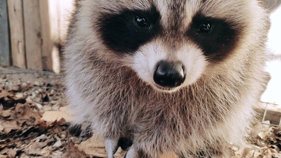 Petition · Animal Welfare - United States · Change.org