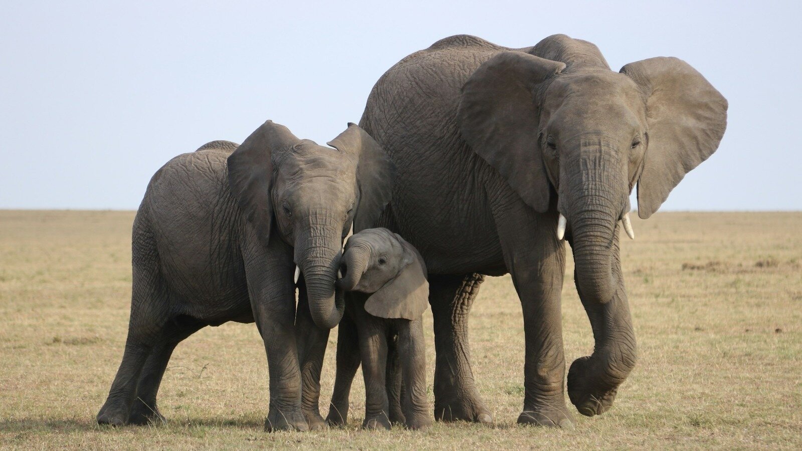 Petition · Free Viola the Elephant and End Animal Acts at the Akdar ...