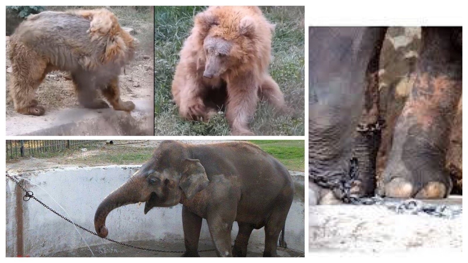 Petition · Free kaavan (the elephant) and the injured/sick bear of ...