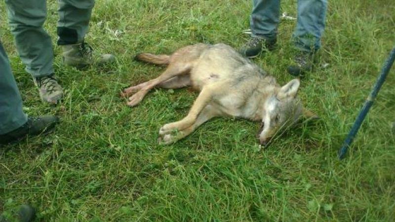 Pétition · Protection du Loup - France · Change.org