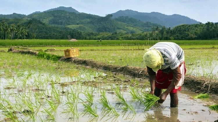 Petition · Bilhin ang Bigas ng Pinas. Protect our Farmers and our Food ...