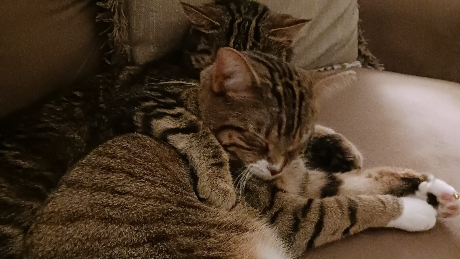 Petition · Help Reunite Beloved Cats Andy & Amelia with Their Owner ...