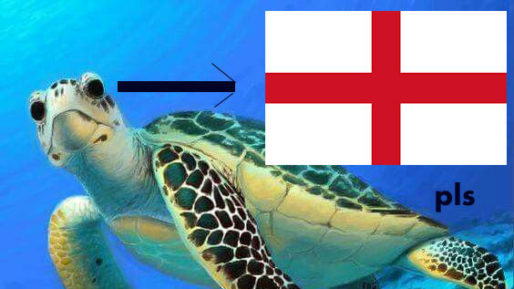 Petition · I want more turtles (of the water kind) to live in England ...