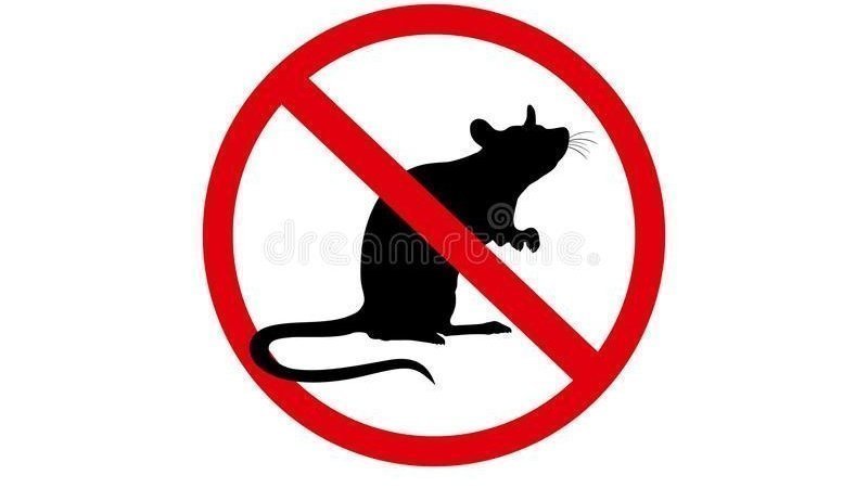 Petition · Growing Orleans Rat Infestation - Canada · Change.org