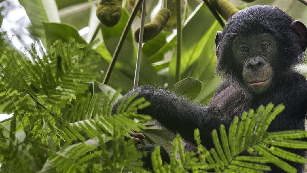Petition · Save The Bonobos · Change.org
