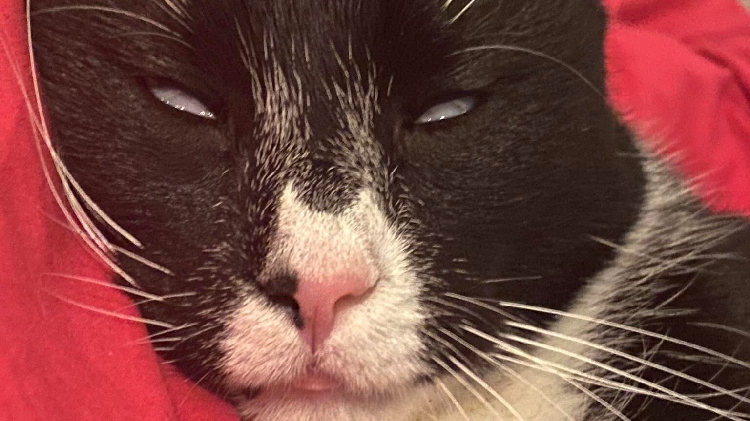 Petition · Change this cat's name to The Undertaker - Poland · Change.org