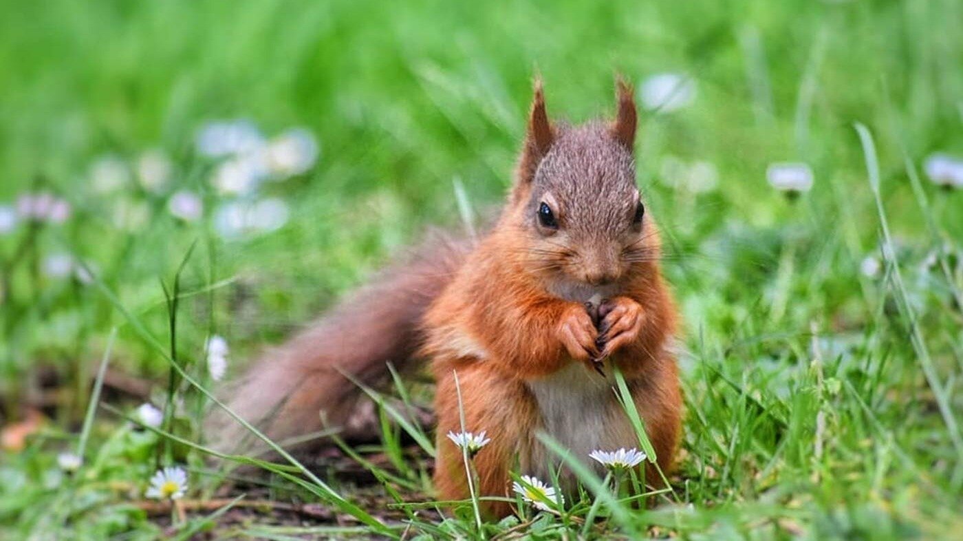 Petition · Create a red squirrel emoji, help protect one of Britain’s ...