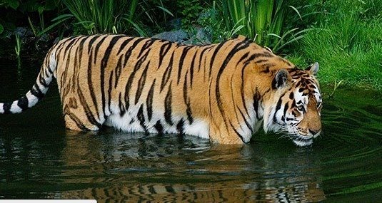 Petition · Help Save The Siberian Tiger - United States · Change.org