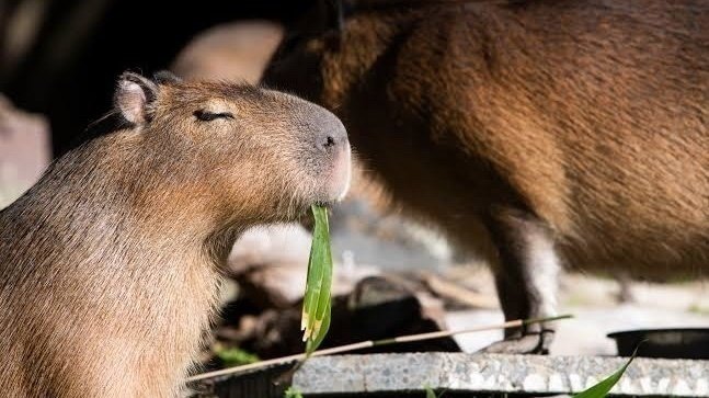 Petition · Let Australian’s have Capybaras - Australia · Change.org