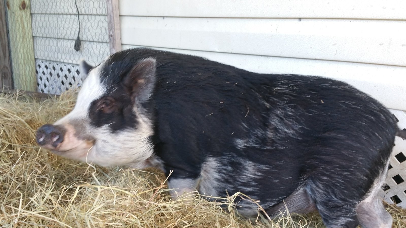 Petition · Mini Pigs are PETS!! Not farm animals!! Please Help ...