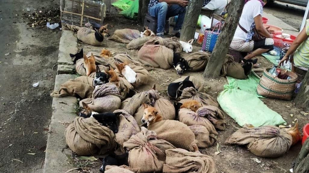 Petition · Ban dog killing and eating in Nagaland - India · Change.org
