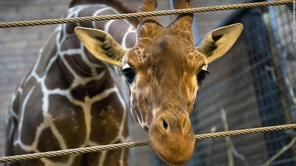 Petition · Shut Down Zoos and Stop Imprisoning Captive Animals - United ...