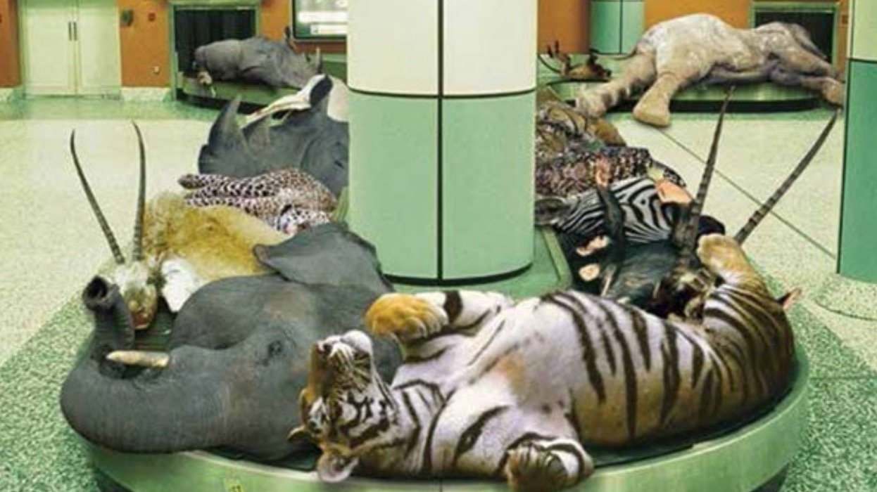 Petition · Fight Against "Safari Club International" - United States ...