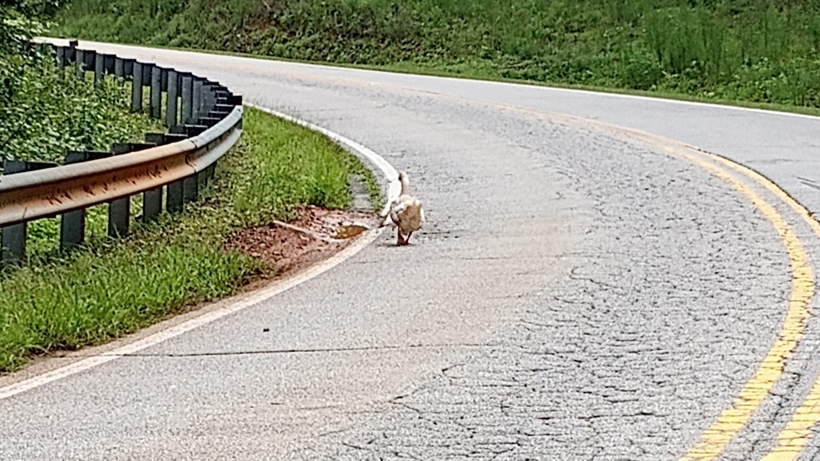 Petition · SAVE THE DUCKS!! - United States · Change.org