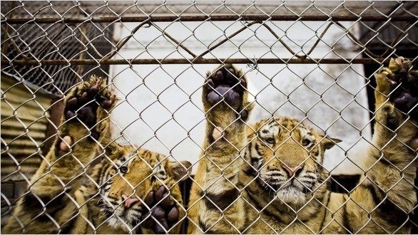 Petition · Stop Tiger Farming in China - China · Change.org