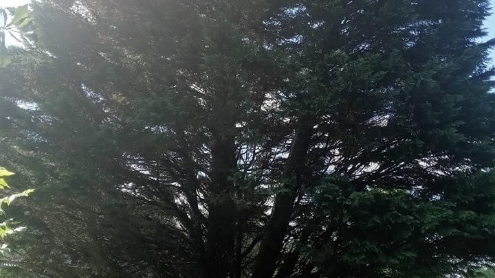 Petition · Help Save my Mom's 36 year old Cyprus Tree and front yard ...