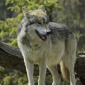 Petition · Feds Target Wolves with Aerial Gunning: Save the Lolo 75 ...
