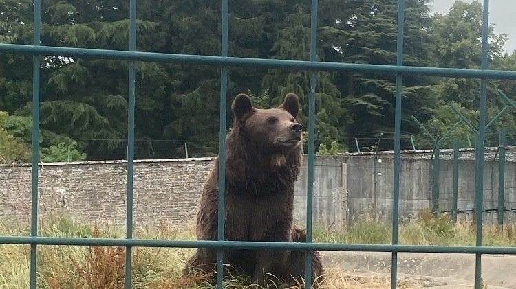 Petition · Bear in Camperdown Zoo , Dundee - United Kingdom · Change.org