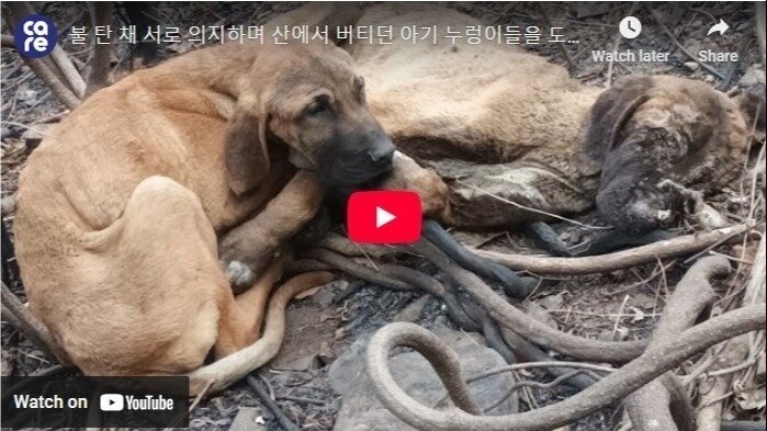 Petition · END DOGS BURNING ALIVE: Demand Atlanta Condemn Cruelty in ...