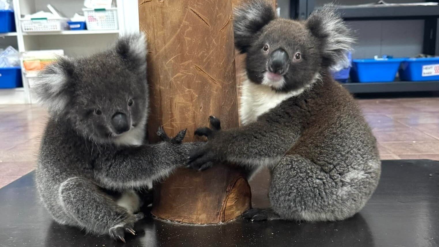 Petition · Save the Adelaide Koala & Wildlife Centre from Closure ...