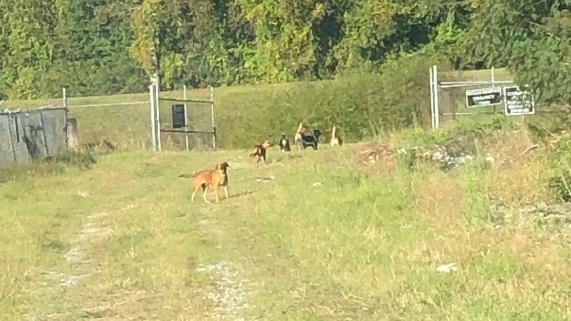 Petition · Please Share this dire situation to help Spalding county ...