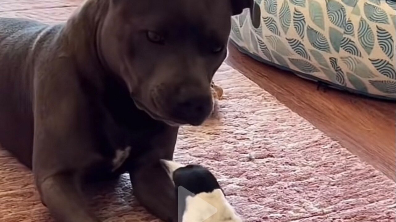 Petition · Reunite Peggy and Molly: Don't Break Their 4-Year Bond ...