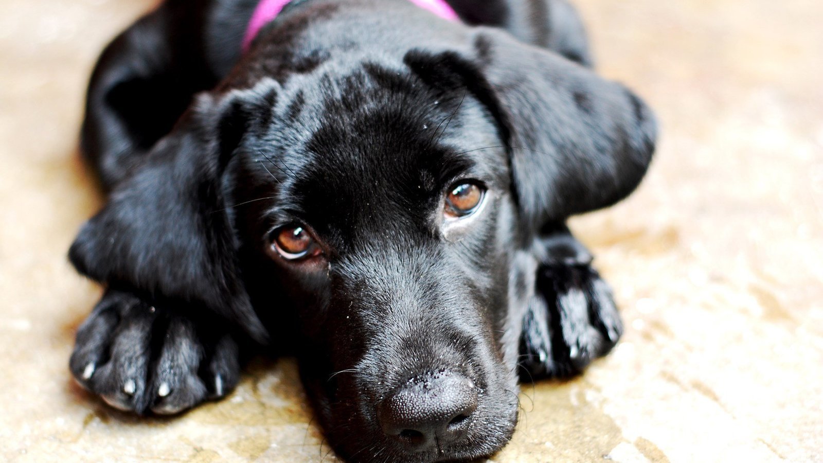 Petition · No smacking law for dogs and other animals - New Zealand ...