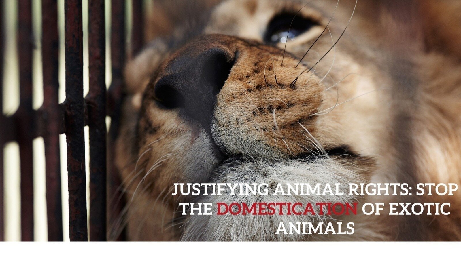 Petition · Justifying Animal Rights: Stop the Domestication of Exotic ...