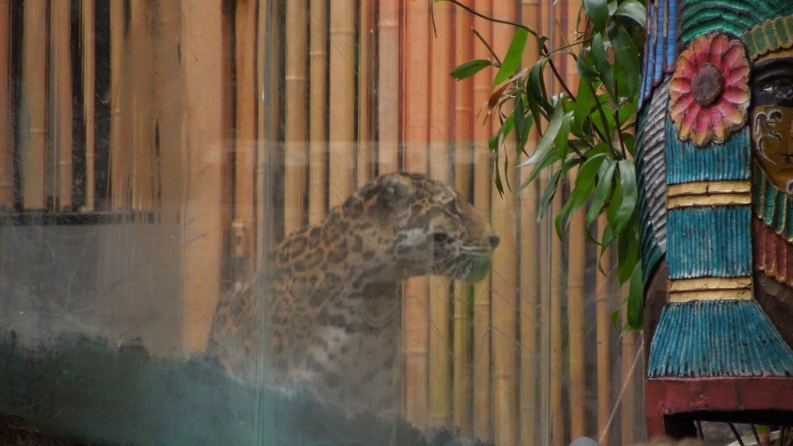 Petition · DWA: PLEASE release this beautiful and amazing animal to a ...