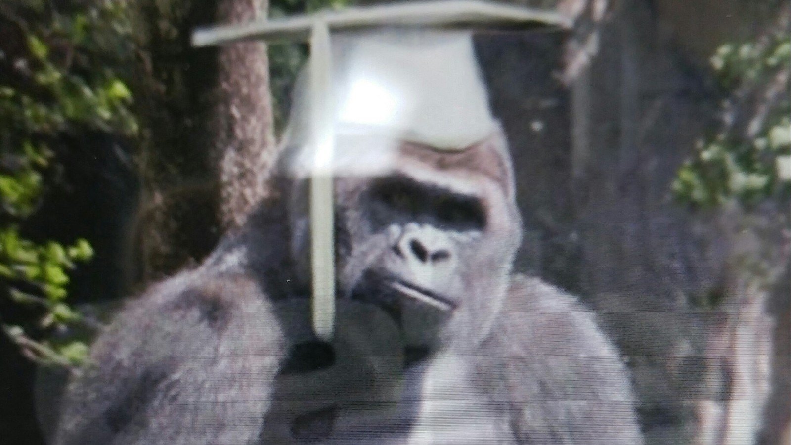 Petition · Let's bring back Harambe! - United States · Change.org