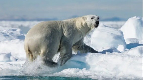 Petition · Help stop the willow project - United States · Change.org