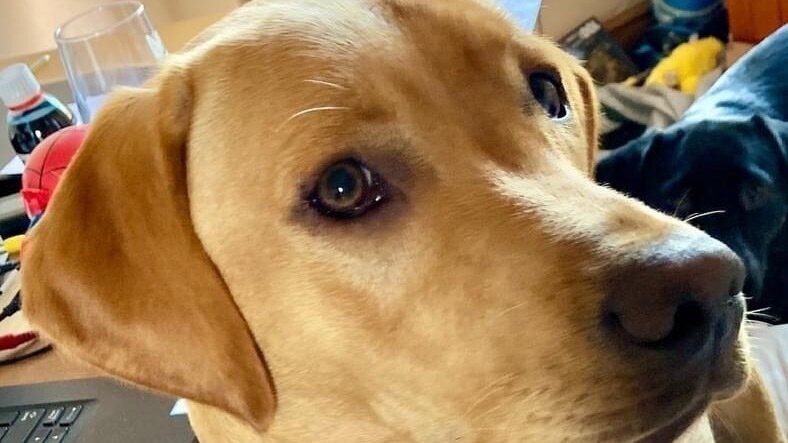 Petition · Halt Unlicensed Dog Breeding to Reduce Overpopulation ...