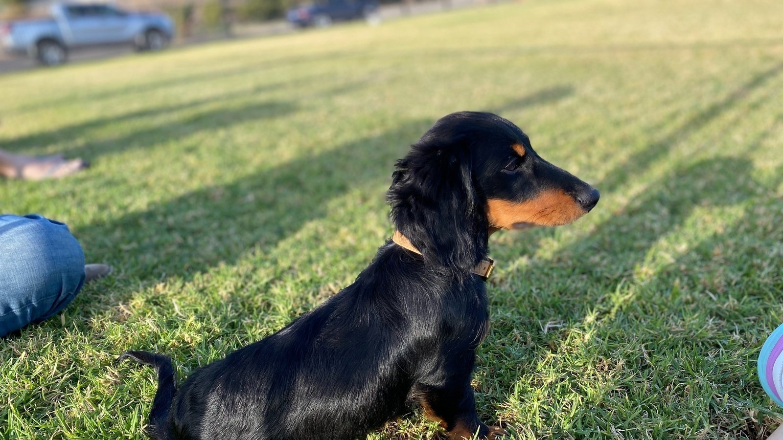 Petition · Re-Open Baler Dog Park - Australia · Change.org