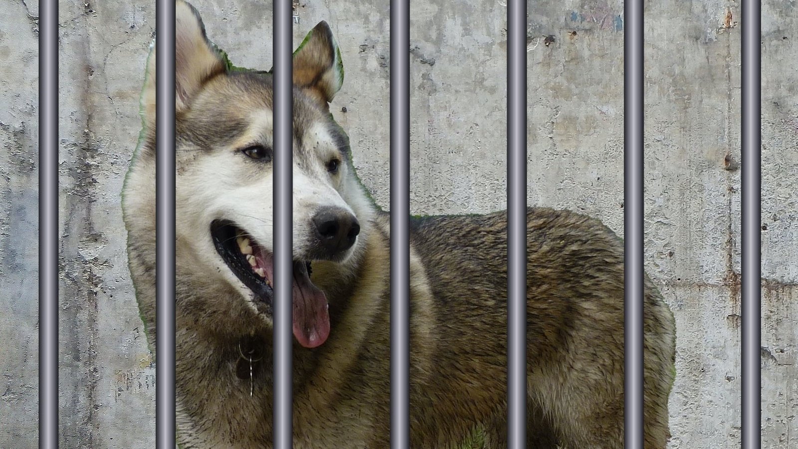 Petition · Service Dog Held Hostage - United States · Change.org