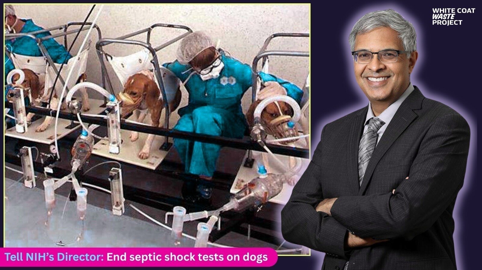 Petition update · Action Required: End All Cat & Dog Testing Now ...