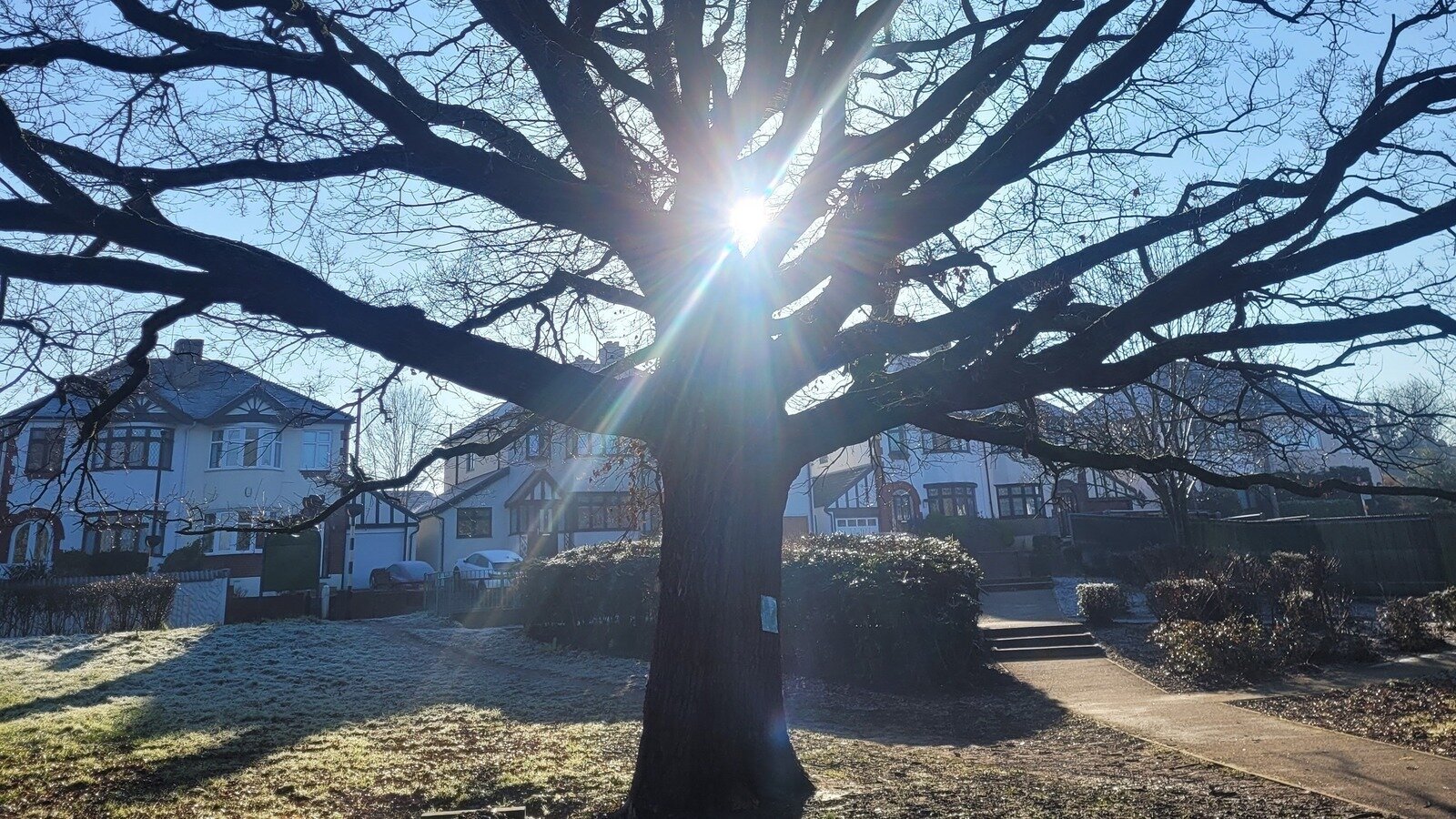 Petition · Havering council to replace the old oak tree at the entrance ...