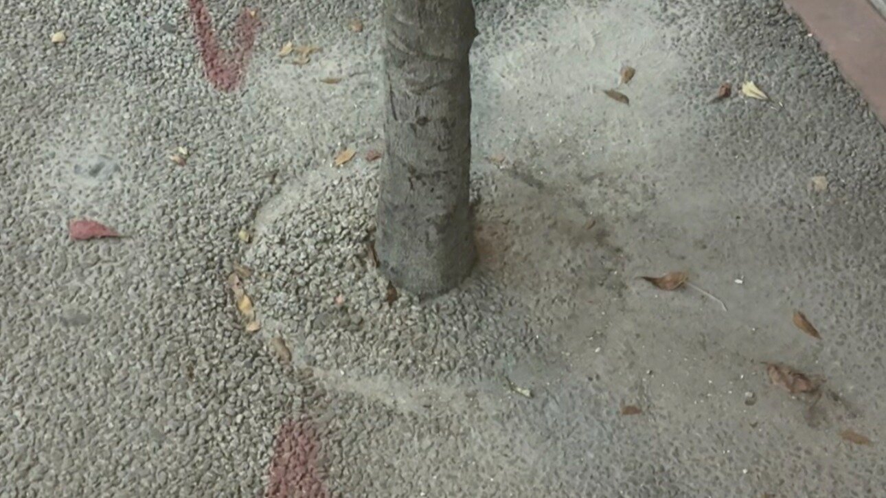 Petition · Urge Miami Beach Government to Remove Concrete Around Trees ...