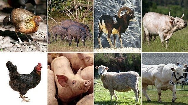 Petition · End the mass slaughtering of defenseless animals for human ...